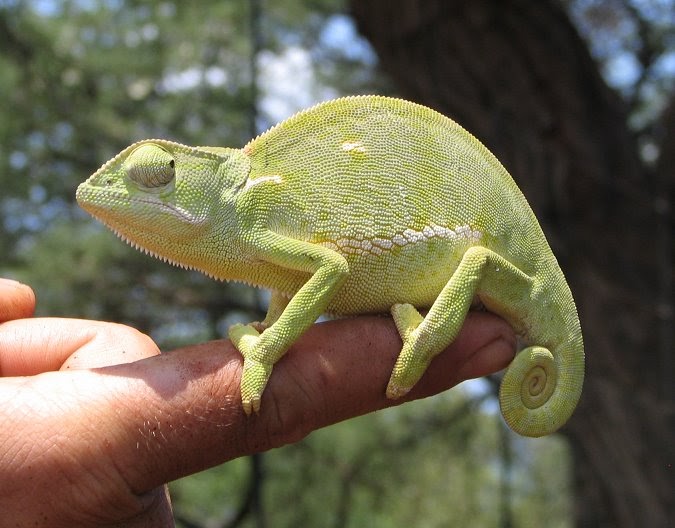 Die Wonderwêreld van Reptiele: Verkleurmannetjie