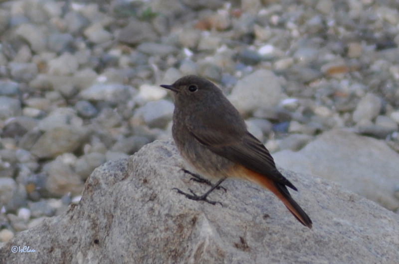 In linii mari: Phoenicurus ochruros (Codros de munte)