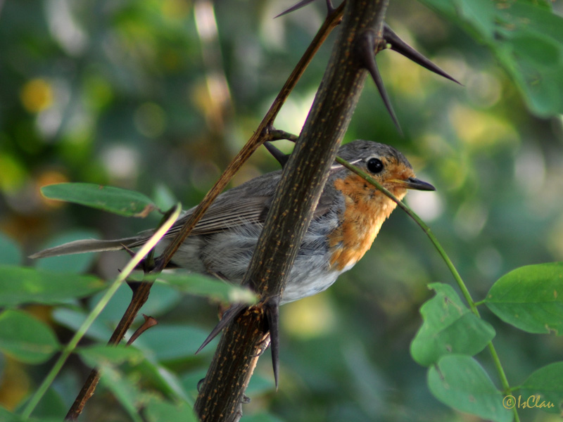 In linii mari: Pasari