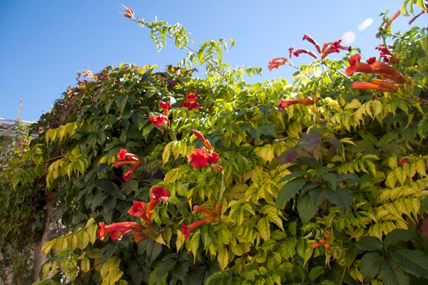 North Florida Pictures: Vines Saignon