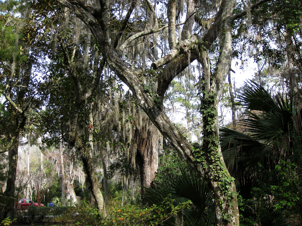 North Florida Pictures: Tree canopy, Roscoe.