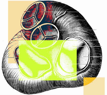 Anatomiczny: Szkielet serca