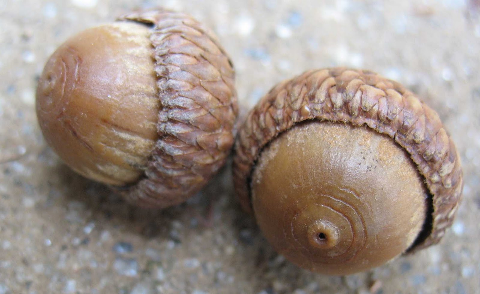 Using Georgia Native Plants: October 2010