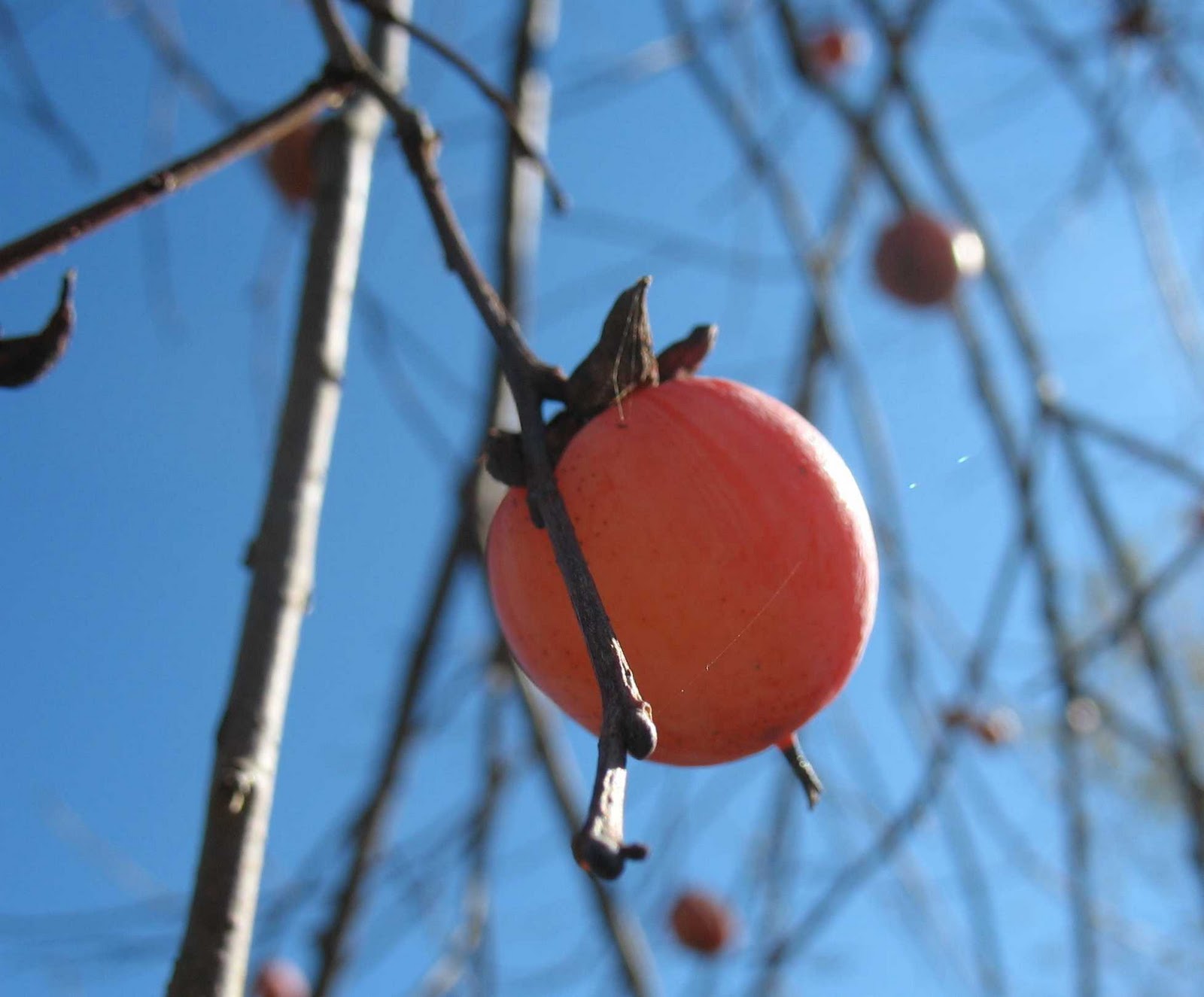 Using Georgia Native Plants: Hanging on