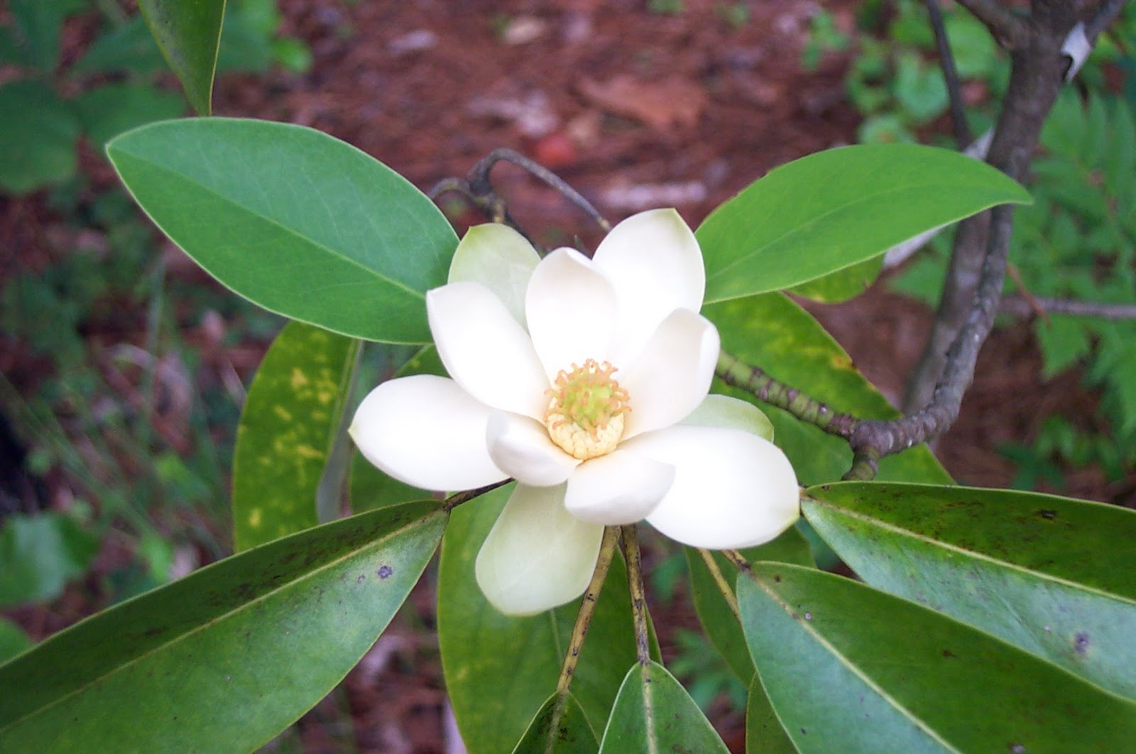 Using Georgia Native Plants: Evergreens