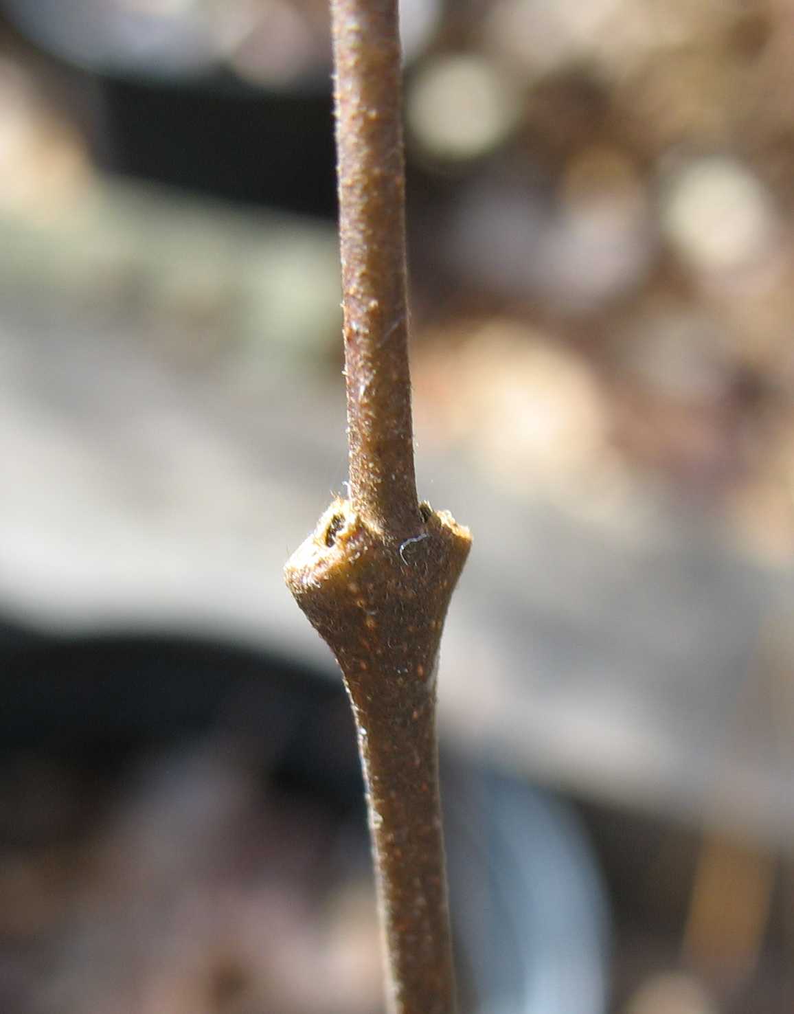 Using Georgia Native Plants: Winter Twigs