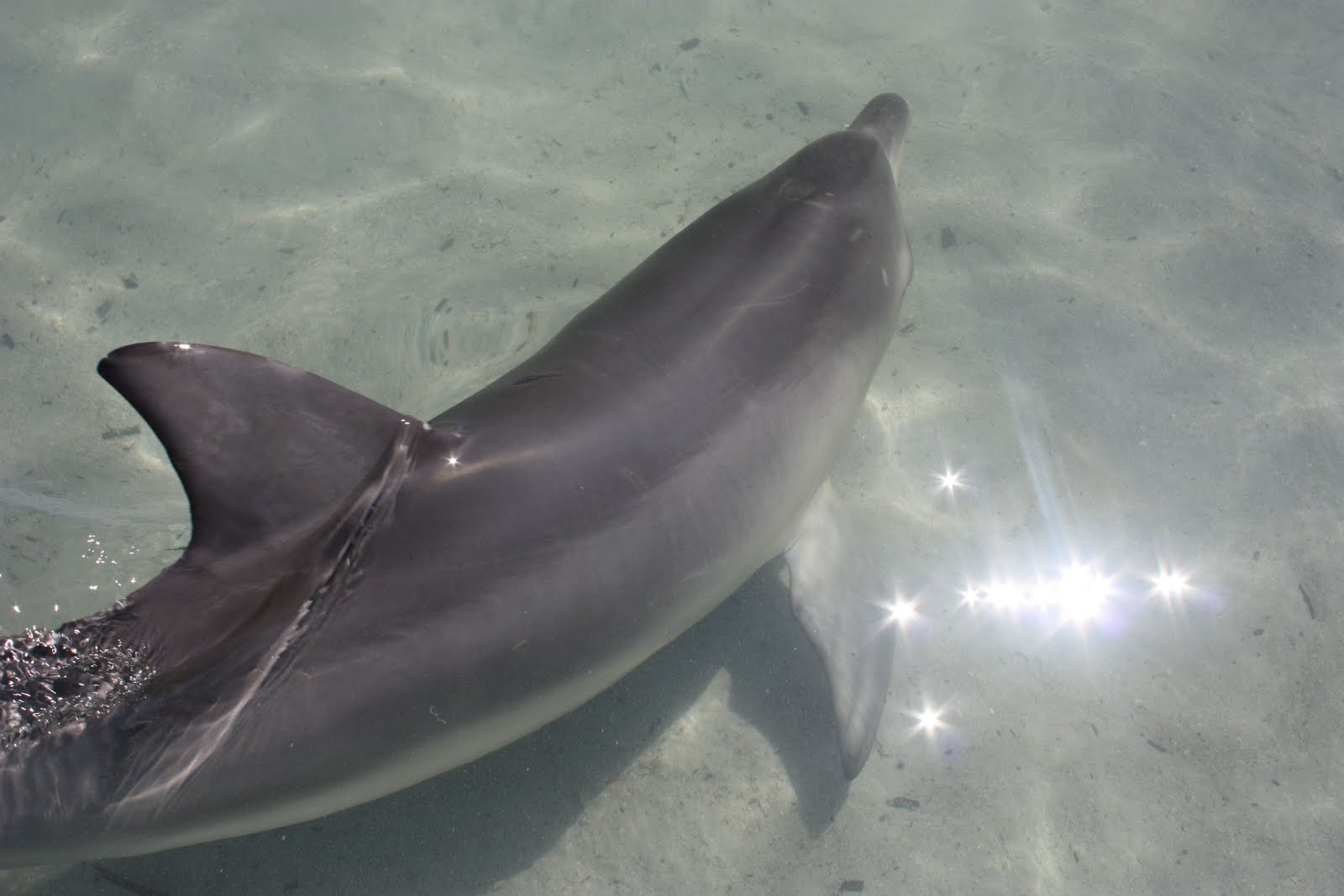 Durnins On Safari: Denham/Monkey Mia - Shark Bay World Heritage Listed Site