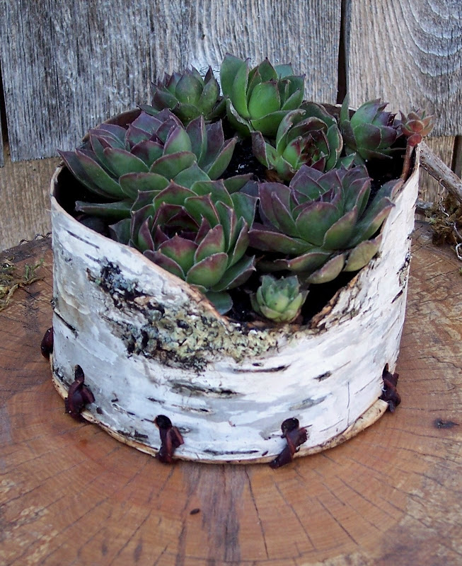 Etsy Find of the Day: Birch Bark Planters