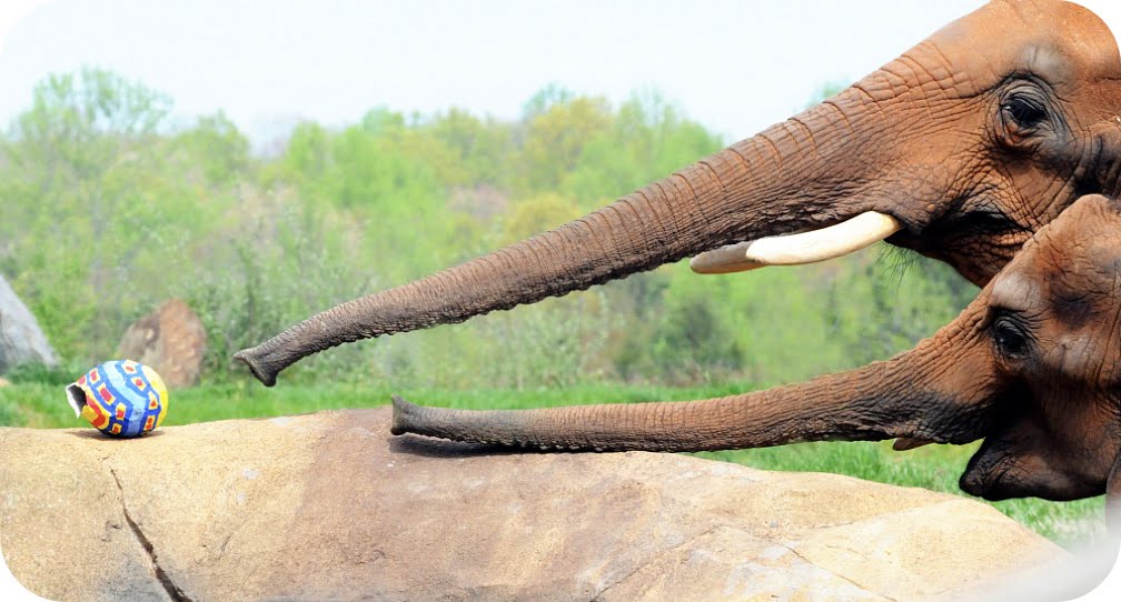 lemmemakeit: elephant egg