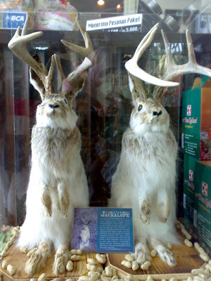 Unik! Kelinci Bertanduk Rusa | ManTab Jaya Blog