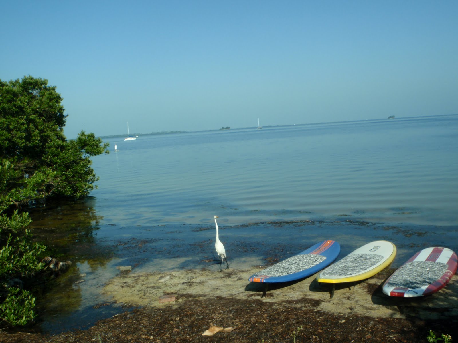 Live Life Love SUP: Crystal Beach to Honeymoon Island