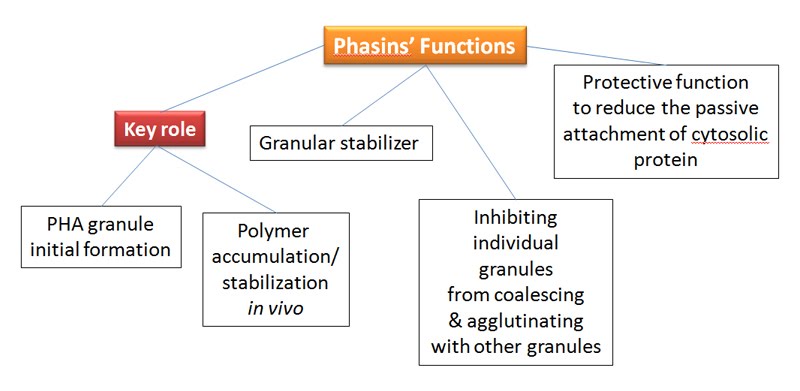 PHA Production: Structural Insights Into Biopolymer PHA Granular ...