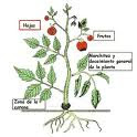 PRODUCCION DE TOMATE LARGA VIDA: ORGANOGRAFIA DEL TOMATE