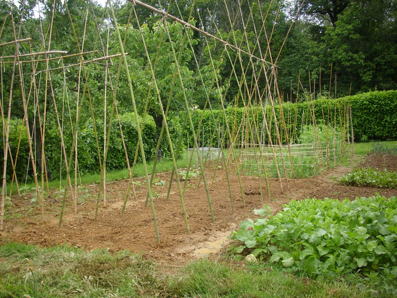 Dit zakje klimbonen van de Lidl kost maar 59 cent: