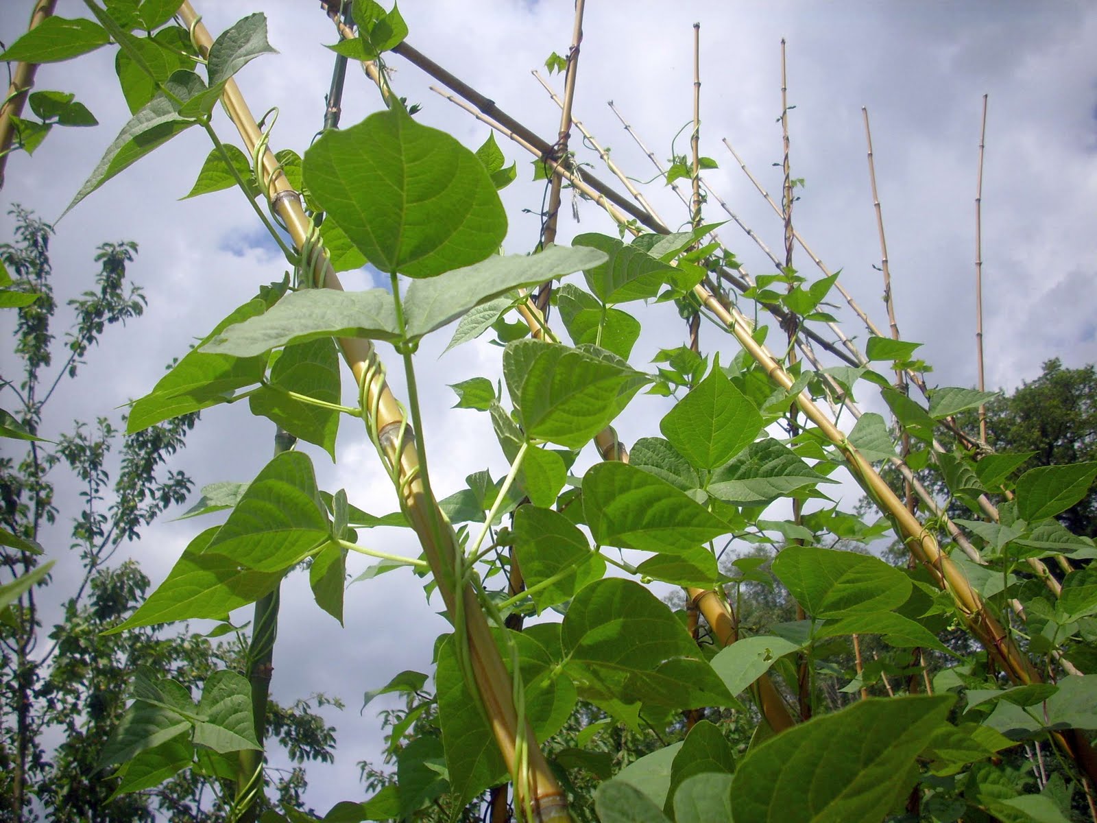 Er is maar weinig groente die zo eenvoudig te kweken is, zo snel groeit ...
