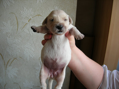 Amistadleal Golden Retrievers: One fat puppy