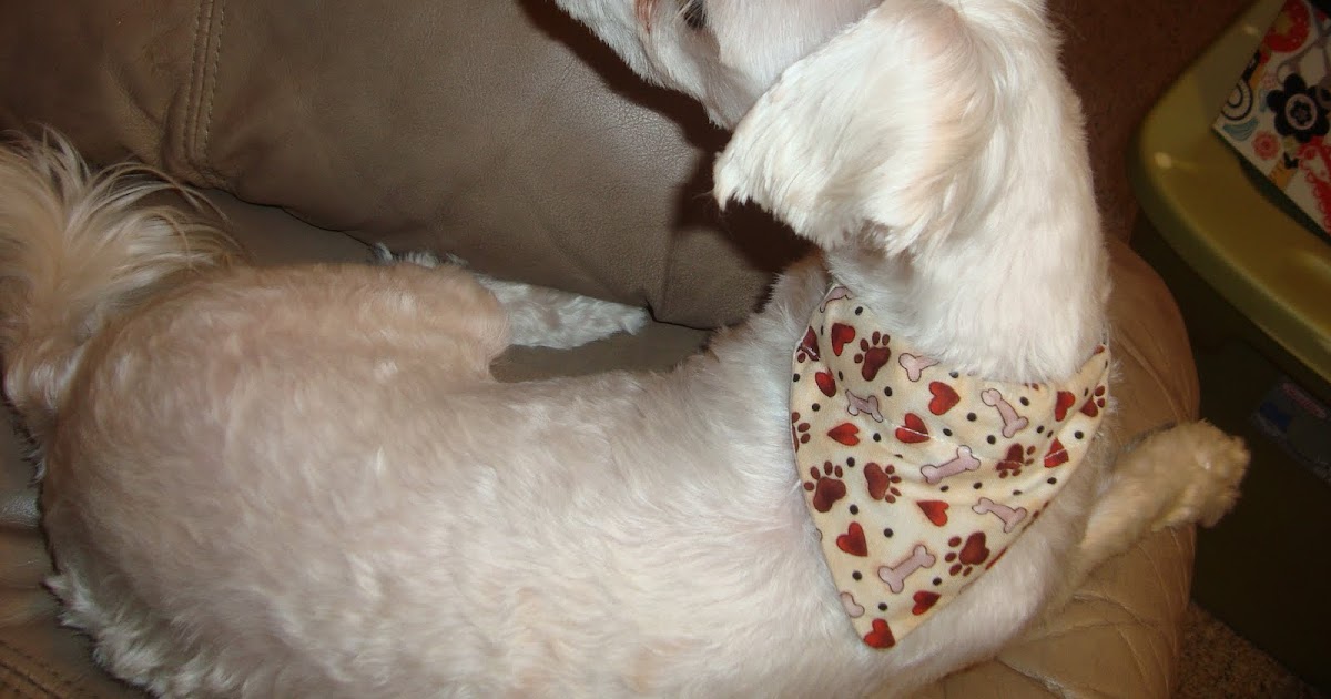 Anngela's Pretty Little Things: Easy Dog Bandana {Tutorial}