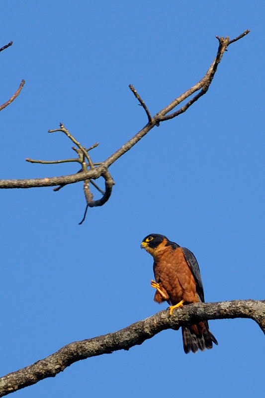 Falconiformes. sub Falconidae - sub fam Falconinae - gênero Falco ...