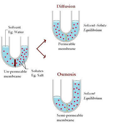 Osmosis | Vennila Krishnan