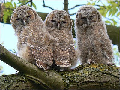 Deconstructing Jim: Factoid