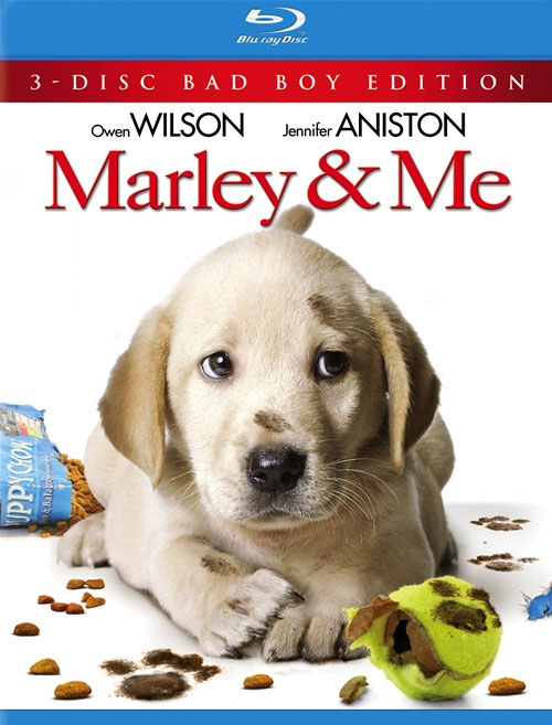 Marley & Me | Laika Papillon Lowchen