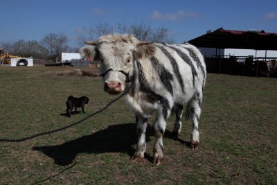 THIS IS SO CONTEMPORARY™: Ron English • The New World order