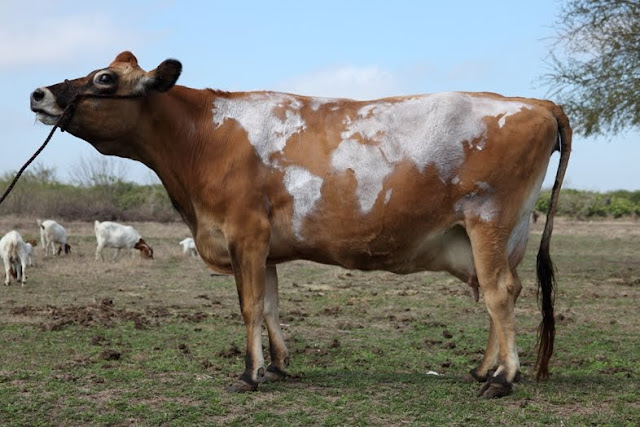 THIS IS SO CONTEMPORARY™: Ron English • The New World order