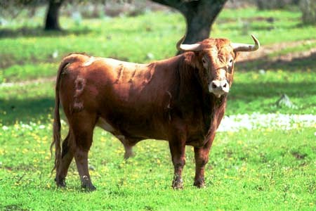 Fotos de razas de toros - Imagui