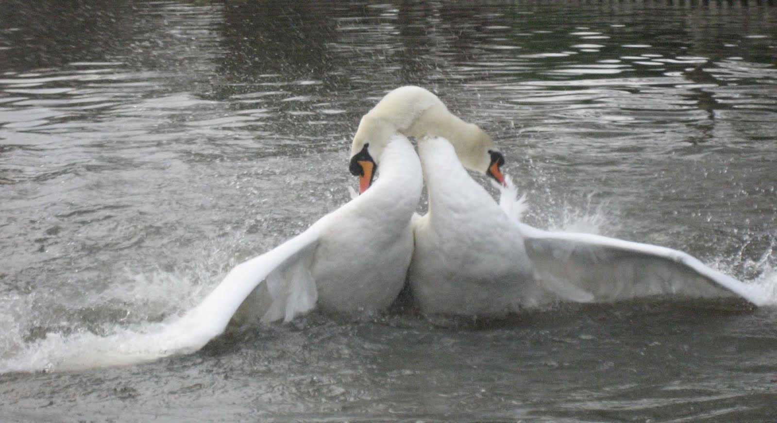 Blackbird singing...: Swans