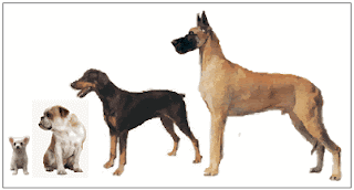 Zoe & Ahmed!: Artificial Selection