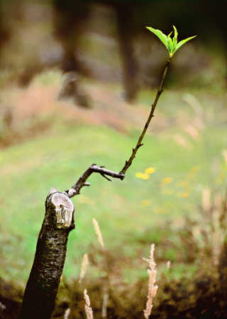 Espoused to Him: Wood Hath Hope