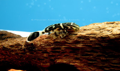 NEW ARRIVALS: RANGER PLECO