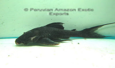 NEW ARRIVALS: IMPERIAL PLECO L350