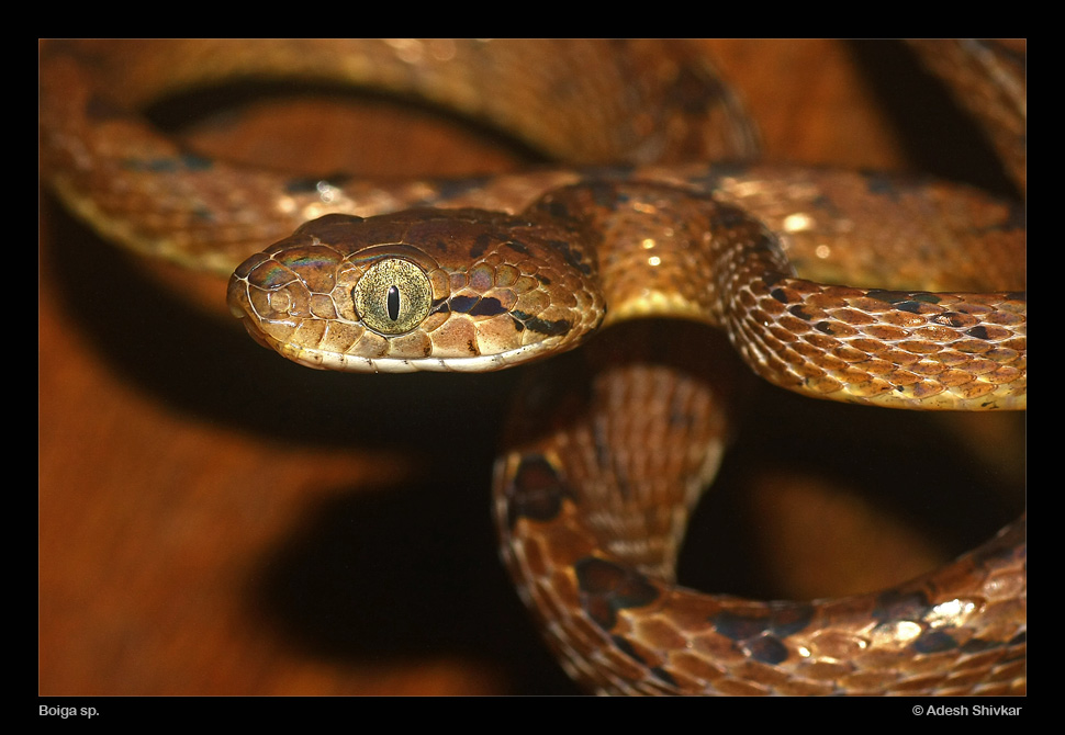 Nature India - Trip Experiences: Trip Reports by Nature India Tour ...