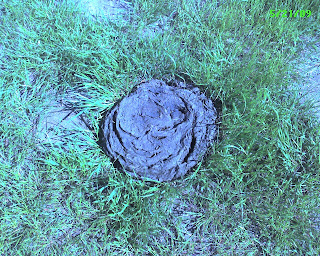 In Search of: Bison Poop