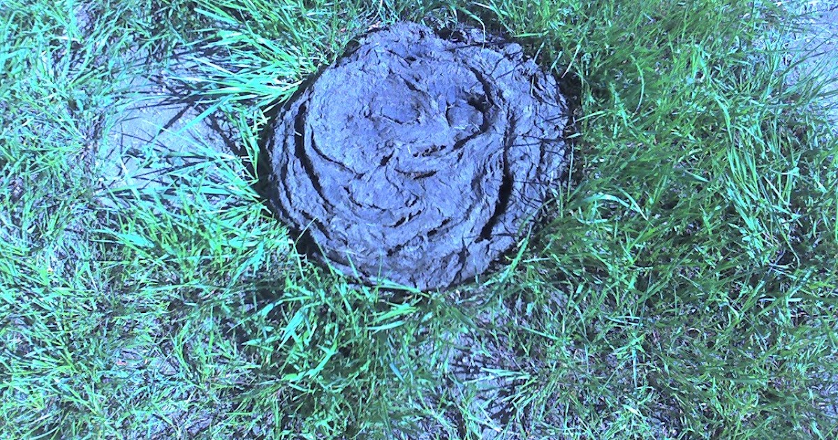 In Search of: Bison Poop