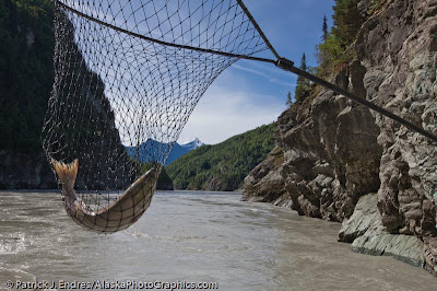 AlaskaPhotoGraphics Blog: Dipnetting Sockeye salmon on the Copper river