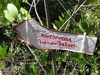 Calatagan Mangrove Forest Conservation Park