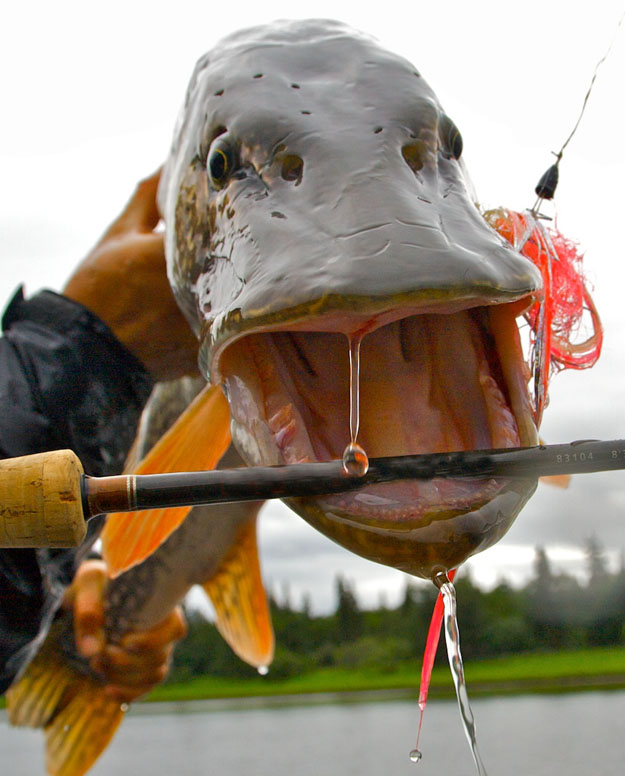 Strip-n-Twitch: Featured Article