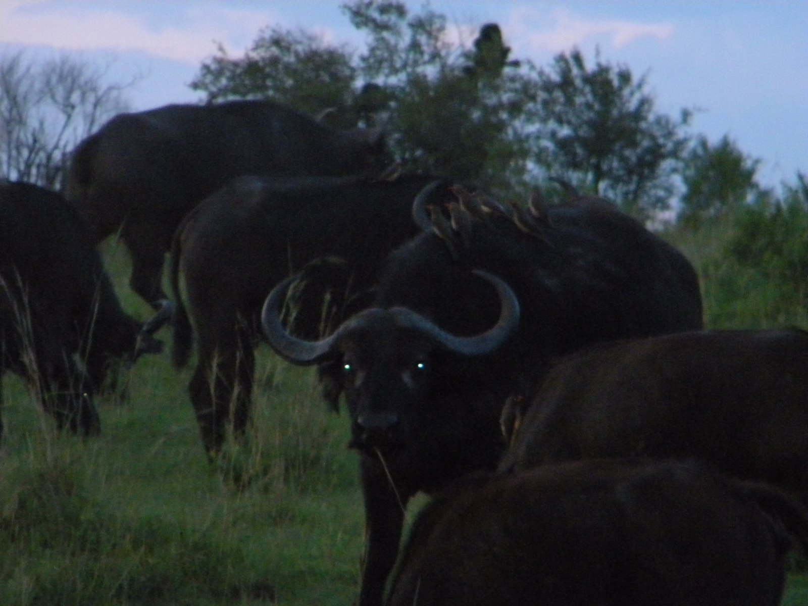 World of Difference: More Animals in Swahili!