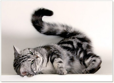 Divinos gatos: Máxima del gato sabio