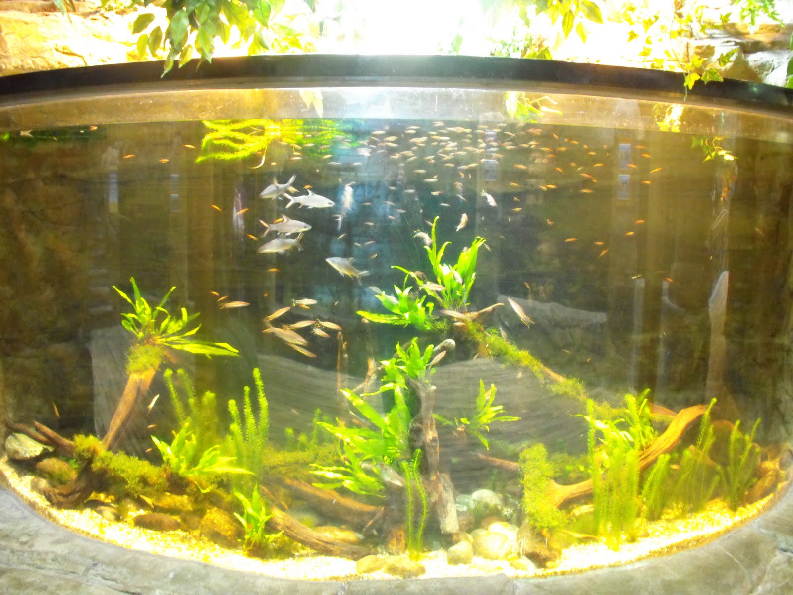 Unofficial Blue Planet Aquarium: White Cloud Mountain Minnow (pictures)