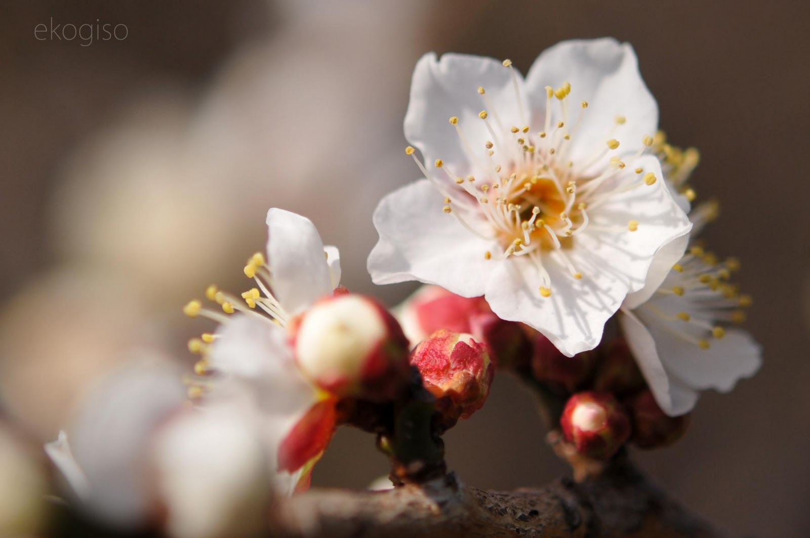 Foto Caminhos: Festival da flor de umê - japanese plum - 梅 まつり