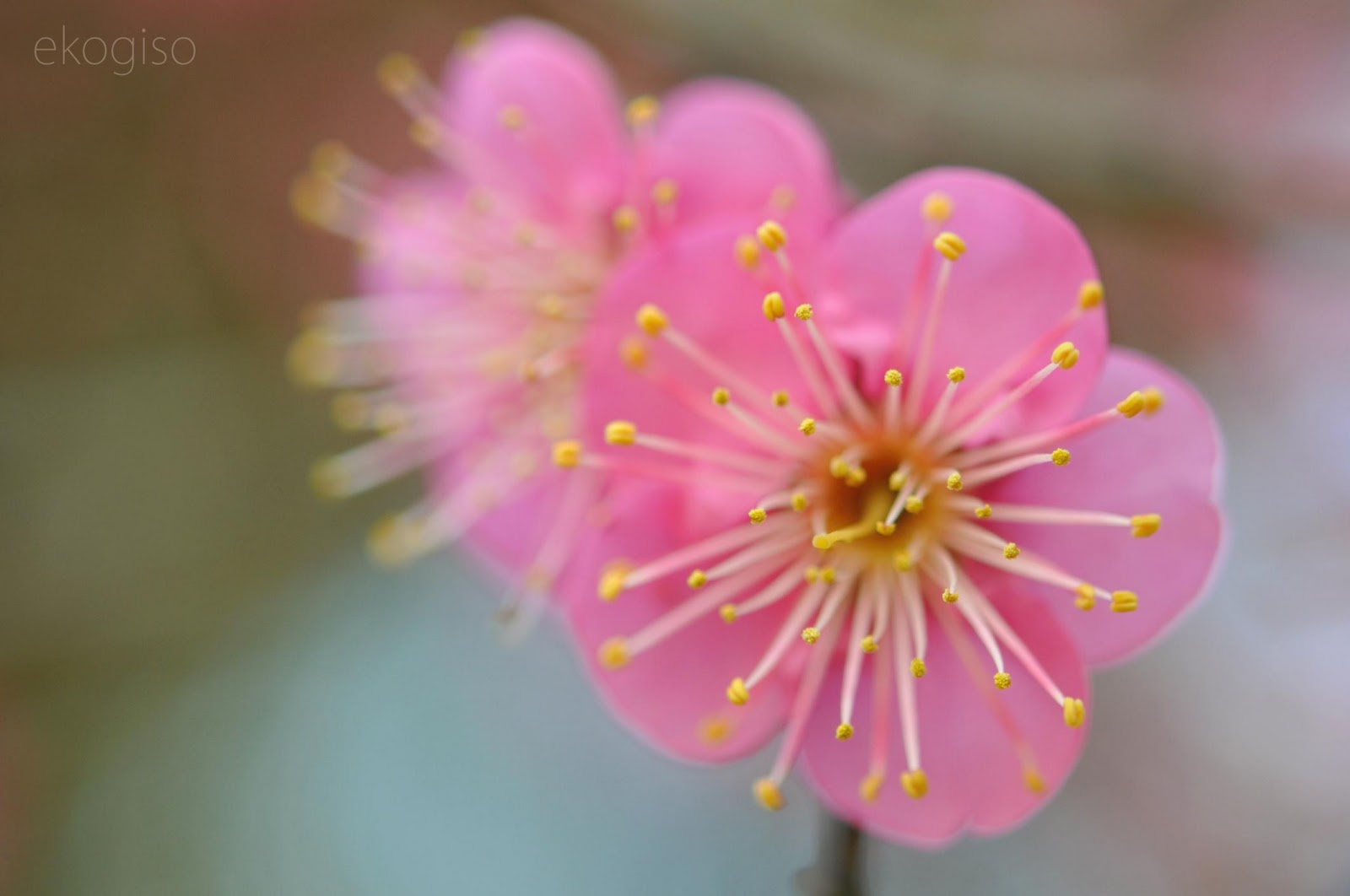 Foto Caminhos: Festival da flor de umê - japanese plum - 梅 まつり