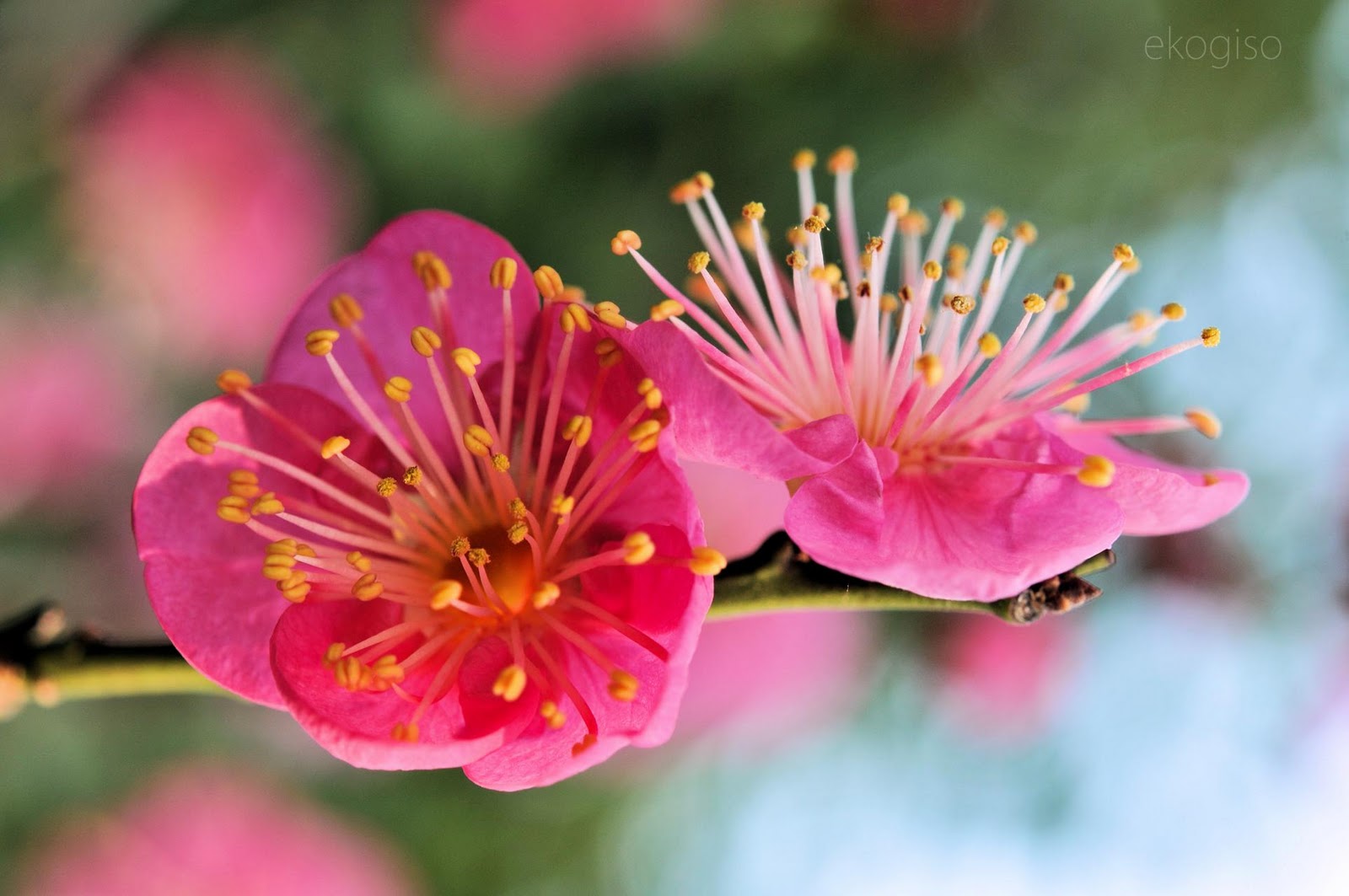 Foto Caminhos: Festival da flor de umê - japanese plum - 梅 まつり