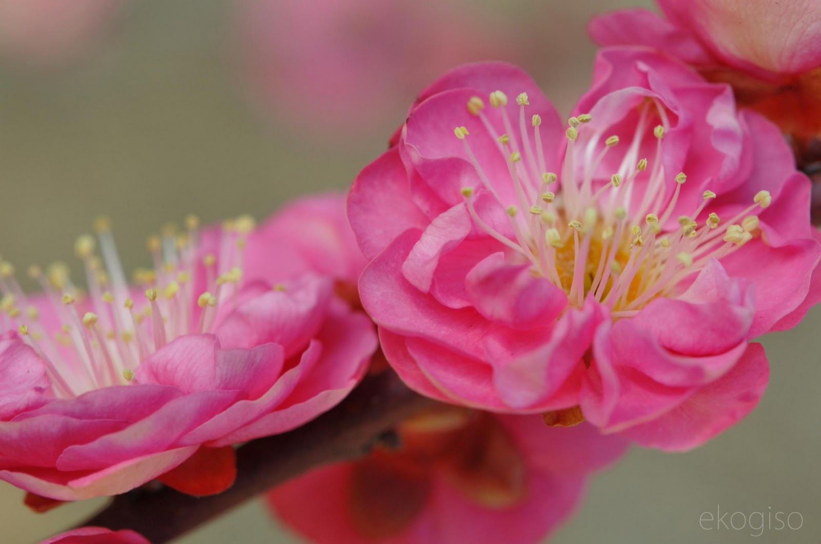 Foto Caminhos: Festival da flor de umê - japanese plum - 梅 まつり