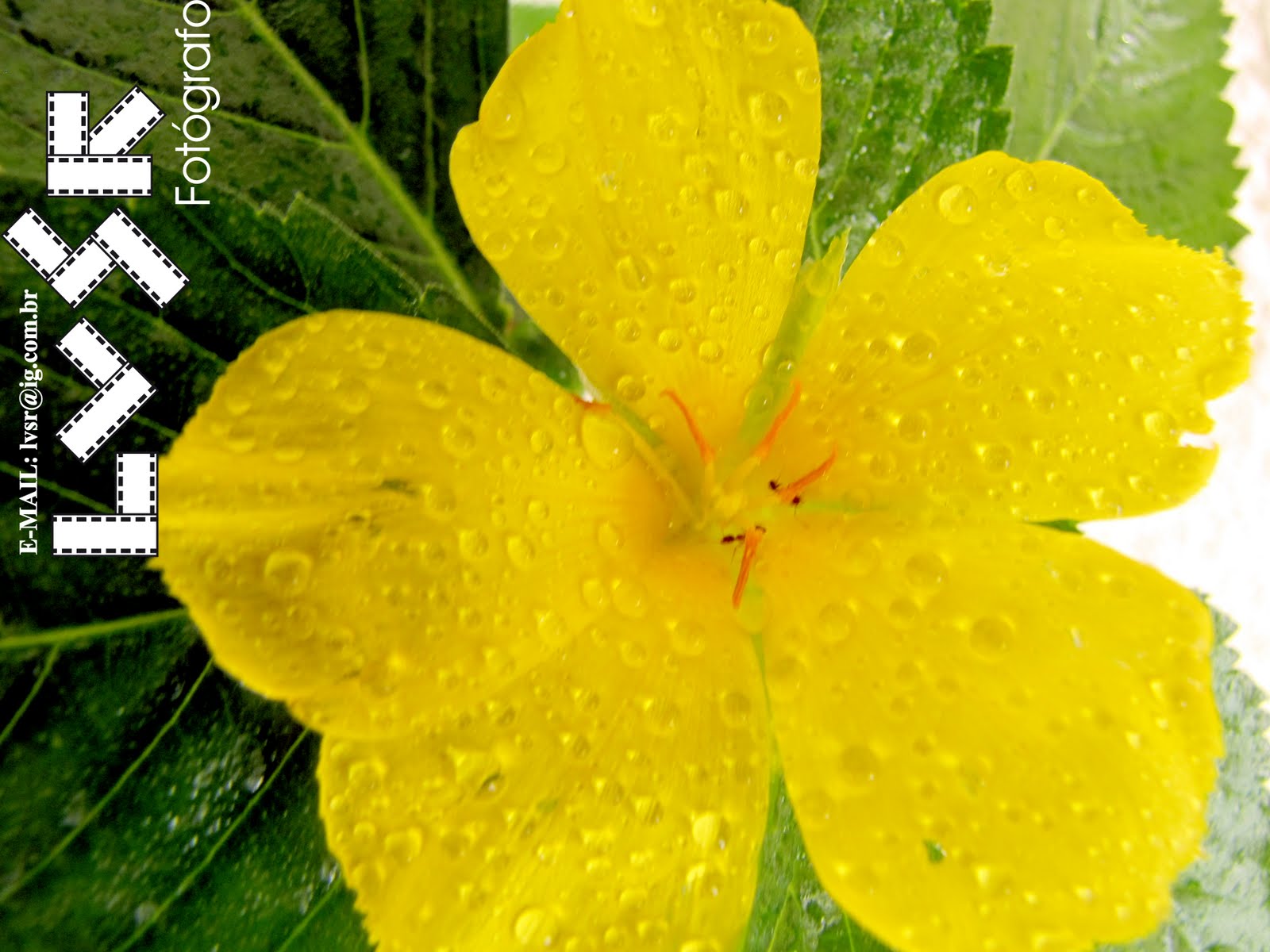 Apicultor e Fotógrafo