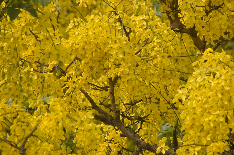 A Treehouse: Amaltash