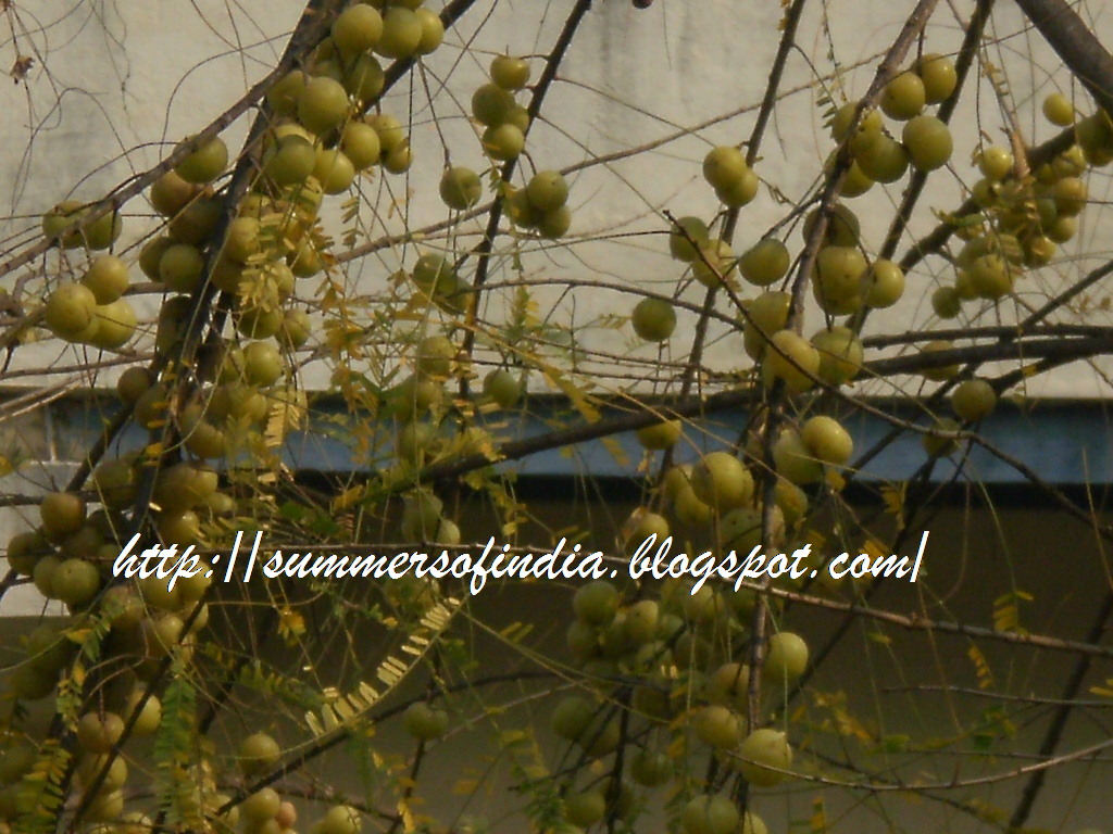 SpiceOmyLife: Andhra Pickles