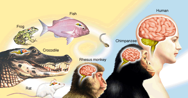 Ancient origins of the cerebral cortex